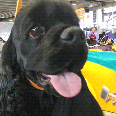 Dog GIF by Westminster Kennel Club - Find & Share on GIPHY