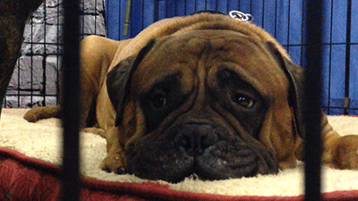 Dog GIF by Westminster Kennel Club - Find & Share on GIPHY