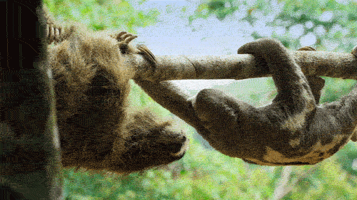 Wild Animals GIF by PBS - Find & Share on GIPHY