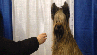 Dog GIF by Westminster Kennel Club - Find & Share on GIPHY