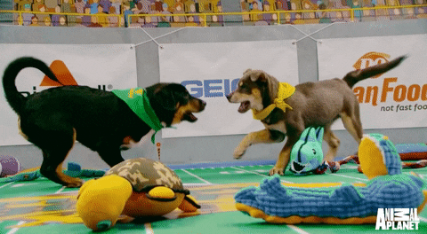 Puppy Bowl GIF - Find & Share on GIPHY