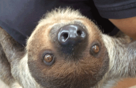 Sloth Lol GIF by San Diego Zoo - Find & Share on GIPHY