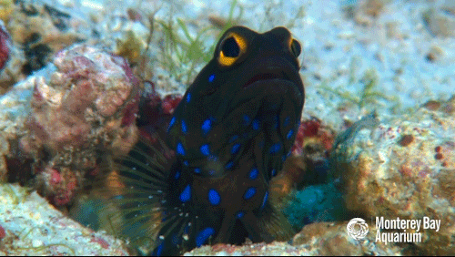 Tropical Fish GIFs - Find & Share on GIPHY