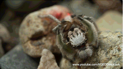 Jumping Spiders GIF by PBS Digital Studios - Find & Share on GIPHY