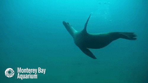 Sea Lion Dancing GIF by Monterey Bay Aquarium - Find & Share on GIPHY