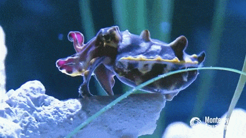 Flamboyant Cuttlefish Tentacles GIF by Monterey Bay Aquarium - Find ...