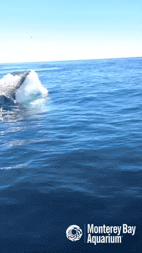 Humpback Whale Hello GIF by Monterey Bay Aquarium - Find & Share on GIPHY