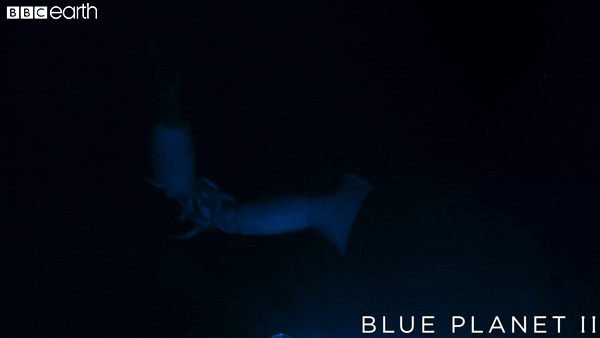 Blue Planet Fight GIF by BBC Earth - Find & Share on GIPHY