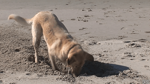 The 29 Most Outstanding Holes Dug By Dogs In 2017 | Cuteness