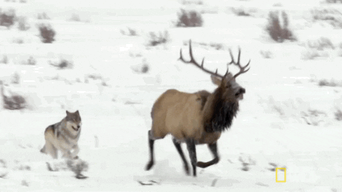 Chase Do Not Want GIF by Nat Geo Wild - Find & Share on GIPHY