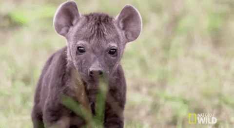 Worldâ S Deadliest GIF by Nat Geo Wild - Find & Share on GIPHY