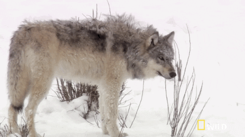 Wolf Struggle GIF by Nat Geo Wild - Find & Share on GIPHY