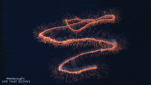 Deep Sea Wildlife GIF by BBC Earth - Find & Share on GIPHY