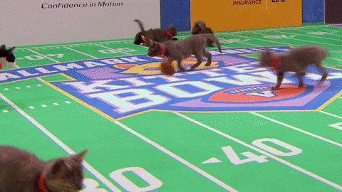 Cat Touchdown GIF by Hallmark Channel - Find & Share on GIPHY