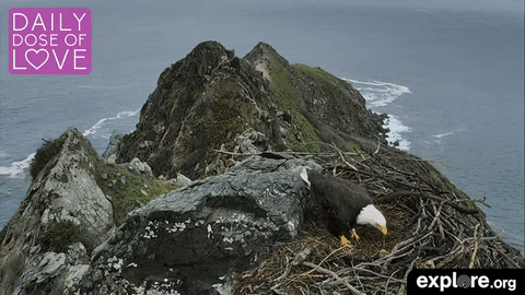 Explore Live Bald Eagle GIF by explore.org - Find & Share on GIPHY