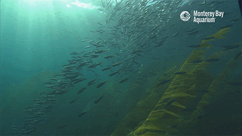 Sea Ocean GIF by Monterey Bay Aquarium - Find & Share on GIPHY