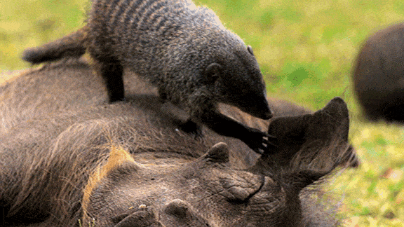 Pbs Nature Cute Animals GIF by ThirteenWNET - Find & Share on GIPHY