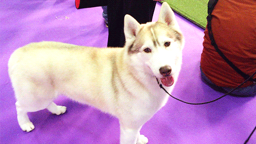 Dog Show GIF by Westminster Kennel Club - Find & Share on GIPHY