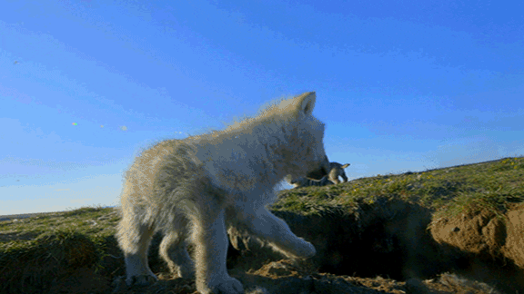 Pbs Nature Cute Animals GIF by ThirteenWNET - Find & Share on GIPHY