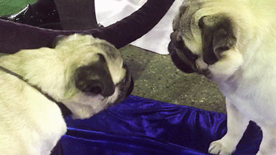 Dog GIF by Westminster Kennel Club - Find & Share on GIPHY