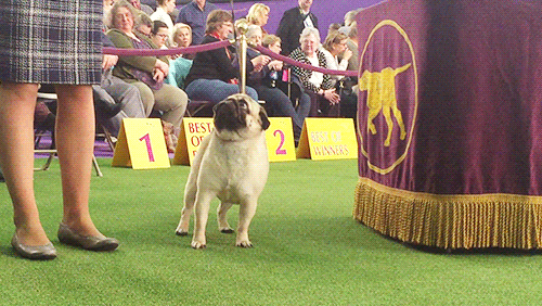 Dog Show GIF by Westminster Kennel Club - Find & Share on GIPHY