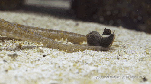 Octopus Arms GIF by PBS Digital Studios - Find & Share on GIPHY