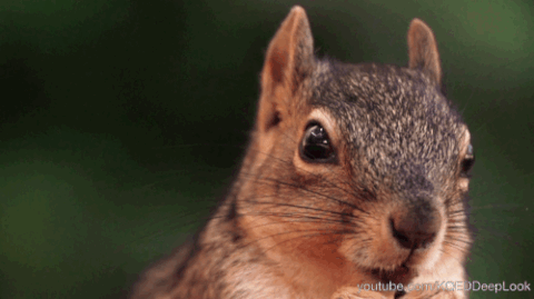 Dogs Squirrels GIF by KQEDScience - Find & Share on GIPHY