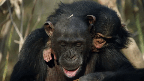 Baby Animals Chimp GIF by BBC Earth - Find & Share on GIPHY