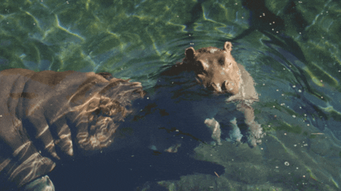 Pool Party Swimming GIF by San Diego Zoo Wildlife Alliance - Find ...