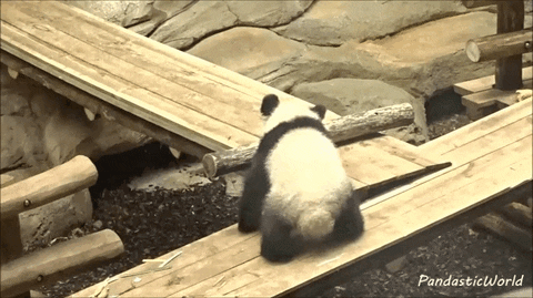 Baby Panda Slide Gif