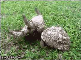 Turtle GIF - Find & Share on GIPHY