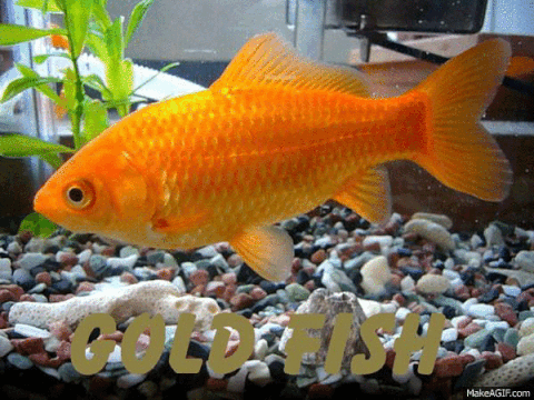 Goldfish GIF - Find & Share on GIPHY