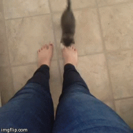Legs GIF - Find & Share on GIPHY