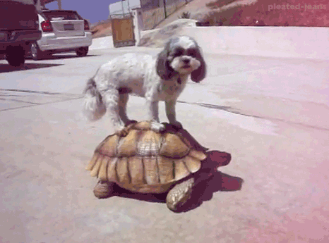 Tortoise GIF - Find & Share on GIPHY