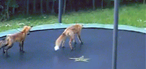 Robin Hood Fox GIF - Find & Share on GIPHY