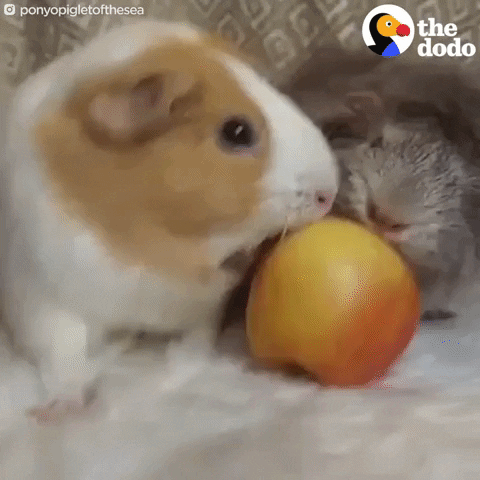 Hamsters Eating GIF by The Dodo - Find & Share on GIPHY