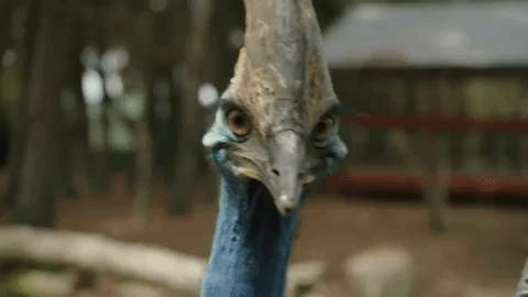 Ostrich GIF by Late Night with Seth Meyers - Find & Share on GIPHY