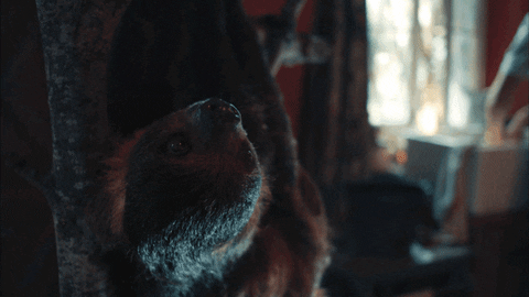 Scared Sloth GIF by MASTERPIECE | PBS - Find & Share on GIPHY
