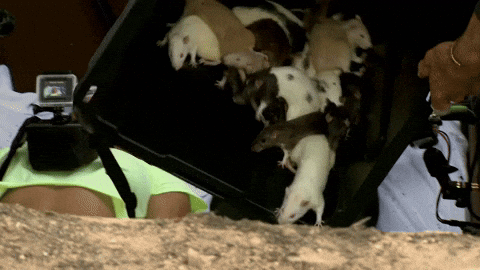 Fear Factor Rats GIF - Find & Share on GIPHY