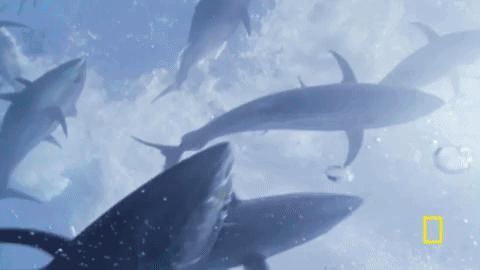 Wicked Tuna GIF by National Geographic Channel - Find & Share on GIPHY