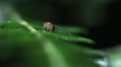 Caterpillar GIF - Find & Share on GIPHY