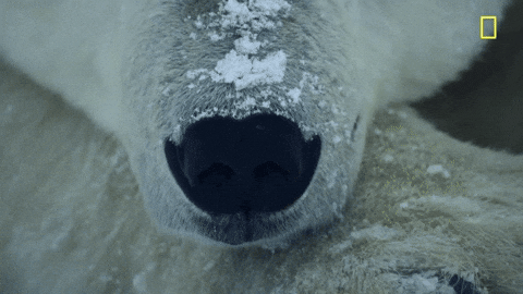 Nat Geo Hostile Planet GIF by National Geographic Channel - Find ...