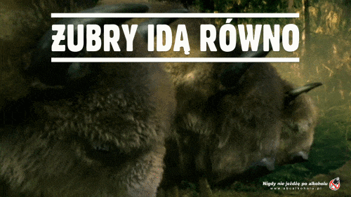 Kompania Piwowarska Piwo Zubr GIF by Zubr - Find & Share on GIPHY