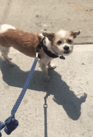 Flying Jack Russell GIF by Kimmy Ramone - Find & Share on GIPHY