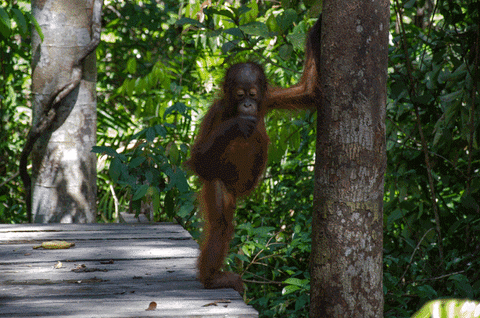 Orangutan GIF - Find & Share on GIPHY