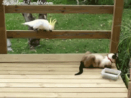 Funny Animal Gif