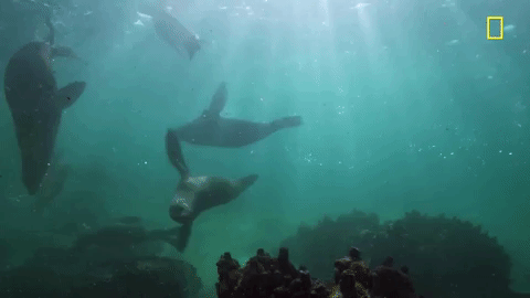 Nat Geo Ocean GIF by National Geographic Channel - Find & Share on GIPHY