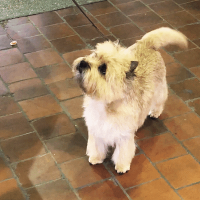 Dog Show GIF by Westminster Kennel Club - Find & Share on GIPHY