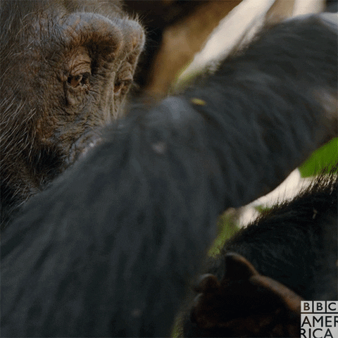 Cleaning Chimp GIF by BBC America - Find & Share on GIPHY