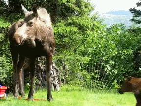 Baby Moose GIFs - Find & Share on GIPHY